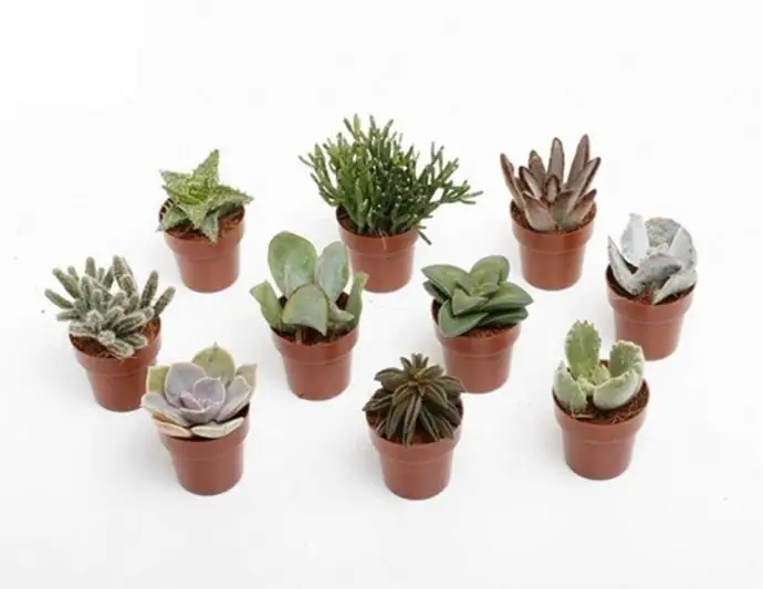 Сукулент D3.5 H8 - Succulents Mix | Mimoza