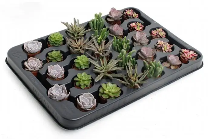 Сукулент D3.5 H8 - Succulents Mix | Mimoza